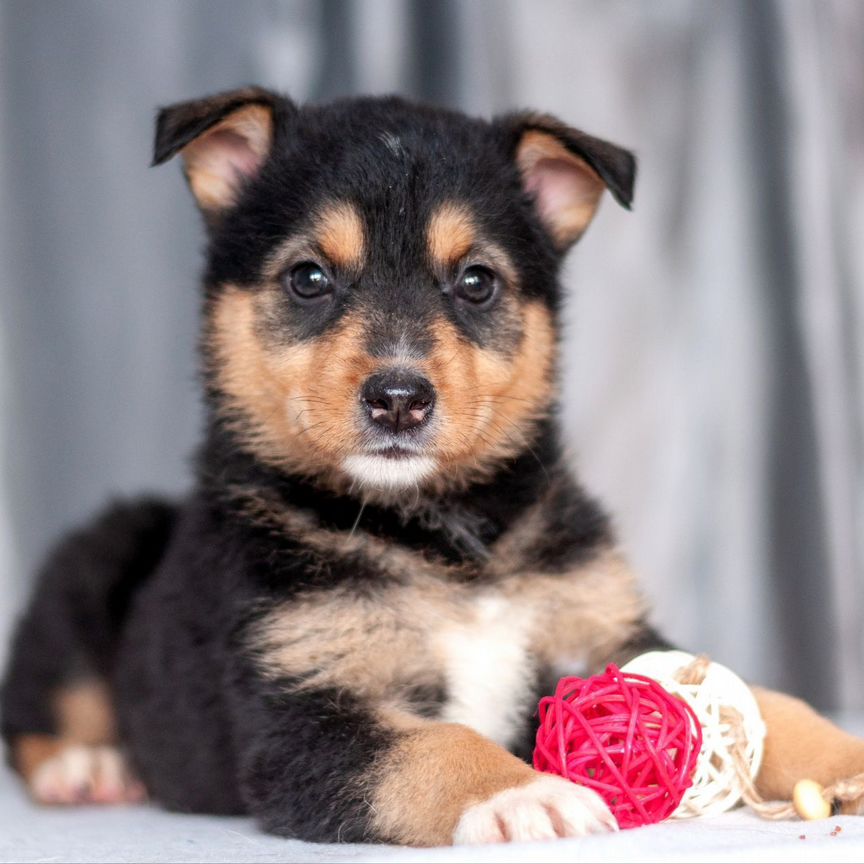 Щенок в добрые руки