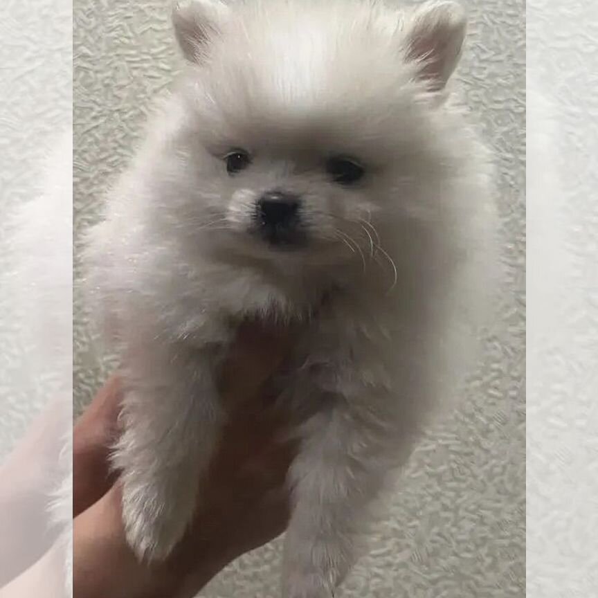Померанский шпиц, щенок