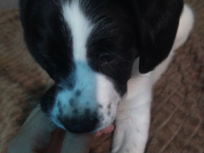 Щенки русского спаниеля