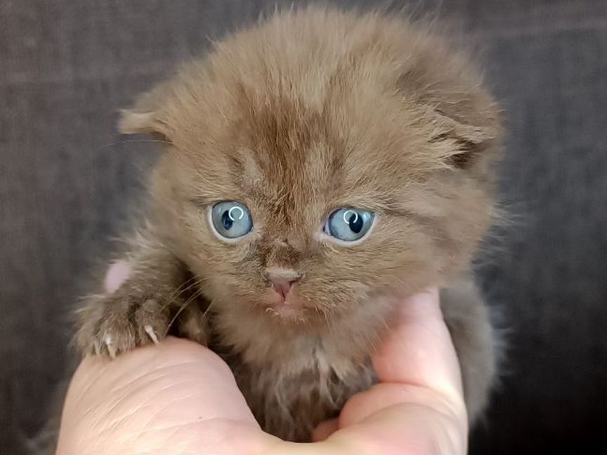 Шотландские котята