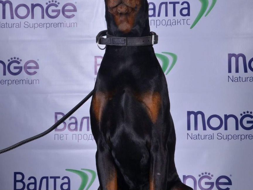 Щенки добермана (раннее бронирование)