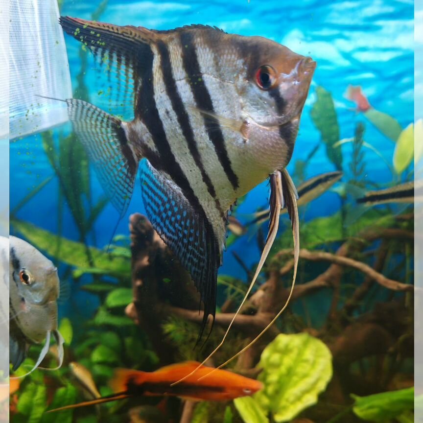 Скалярии взрослые