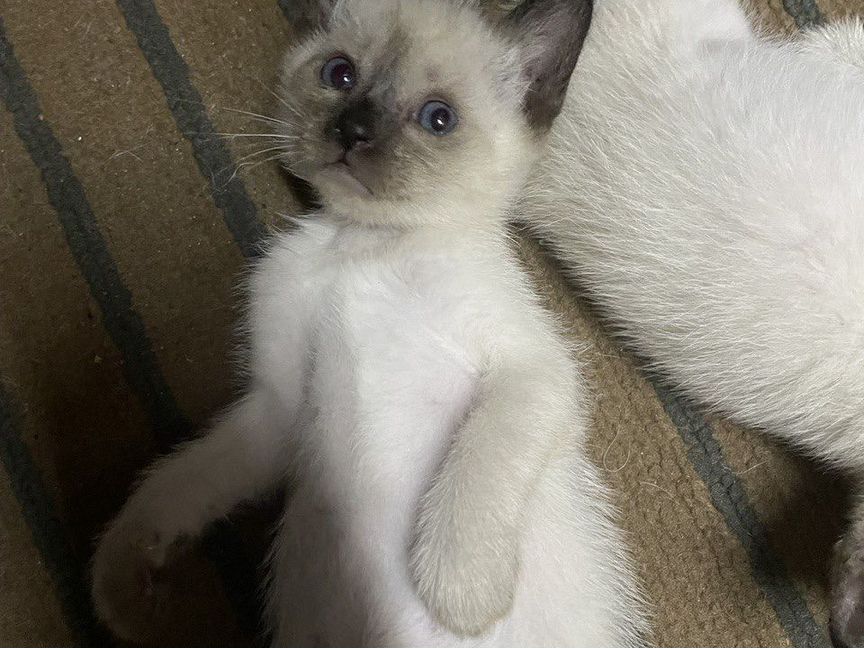 Тайские котята