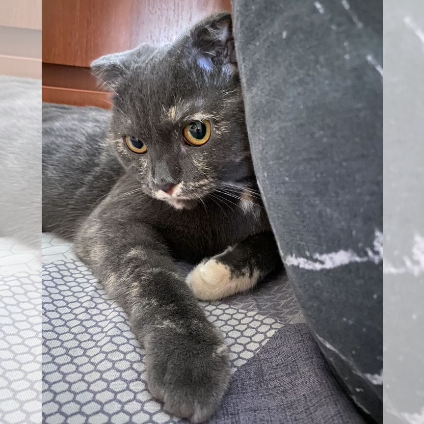 Шотландская вислоухая короткошёрстная кошка, взрослая