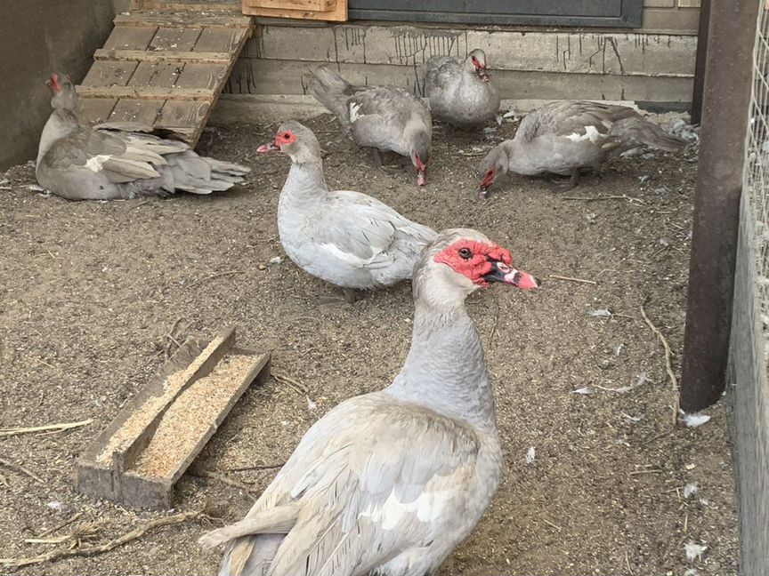 Лавандовые индоутки