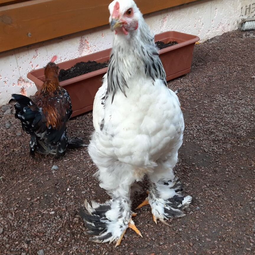 Молодые петушки брама