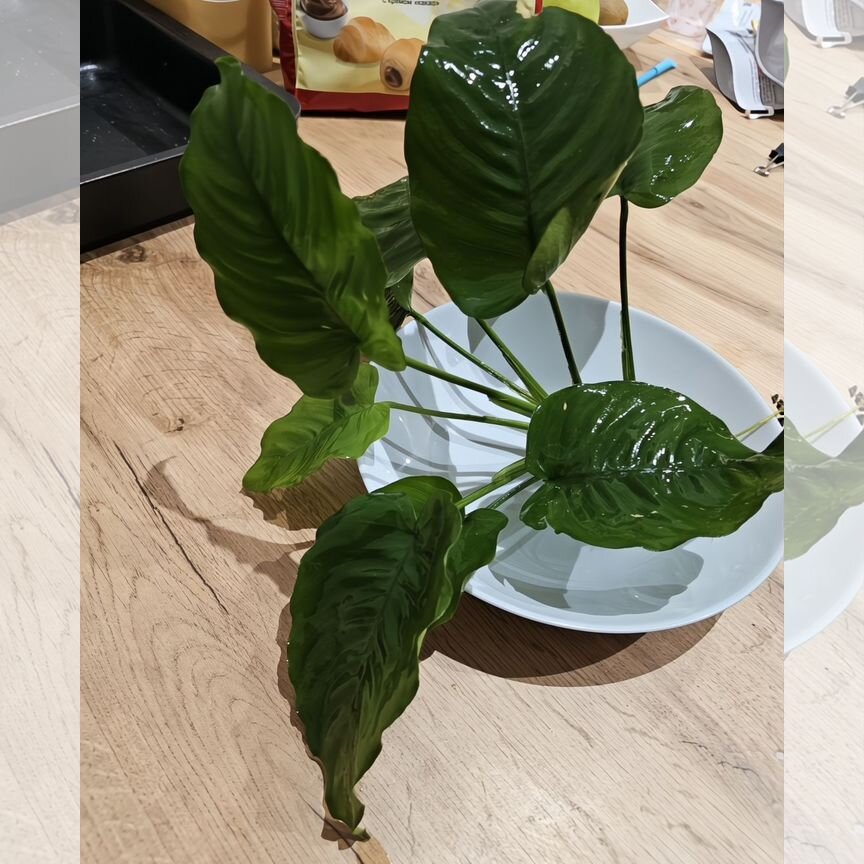 Анубиас большое растение