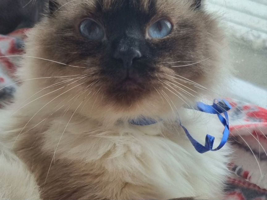 Невский маскарадный кот Левушка