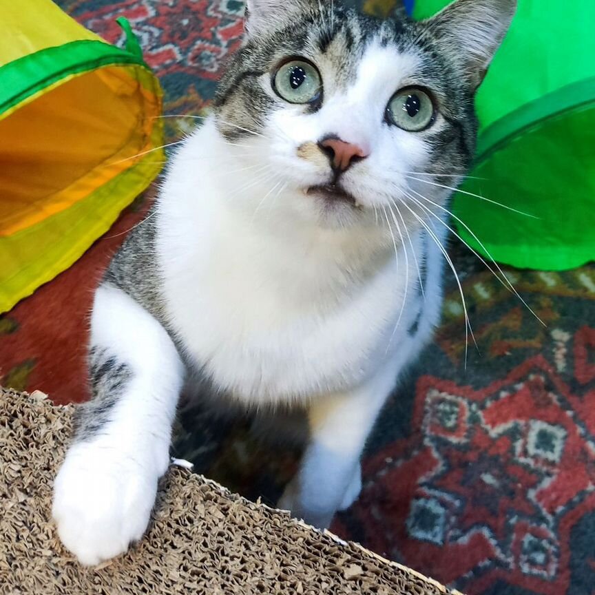 Взрослый кот в добрые руки