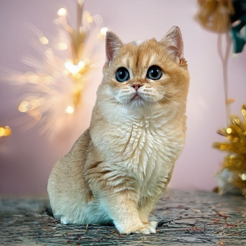 Манчкин котёнок