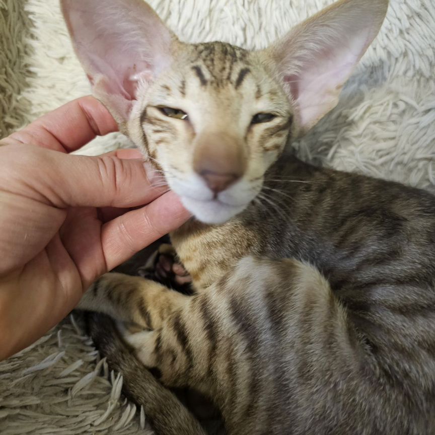 Ориентальные котята