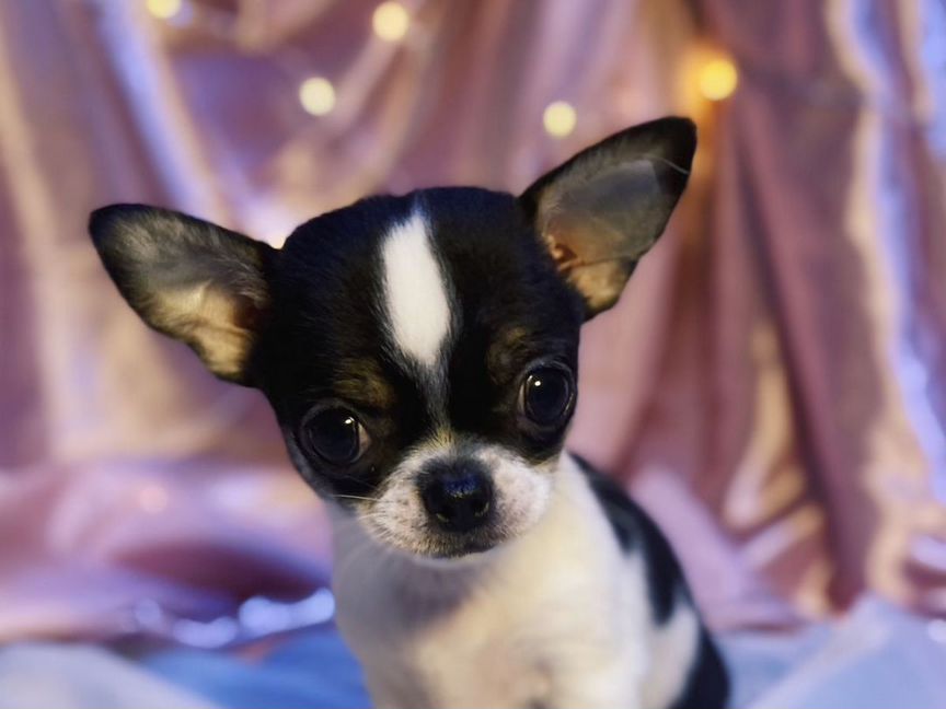 Щенки чихуахуа