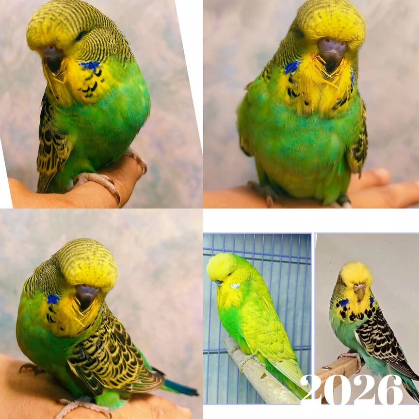 Попугай Выставочный волнистый (ввп)