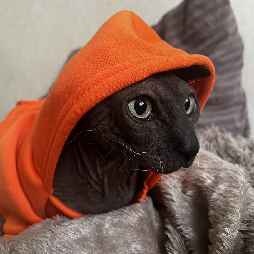 Сфинкс Вовчик