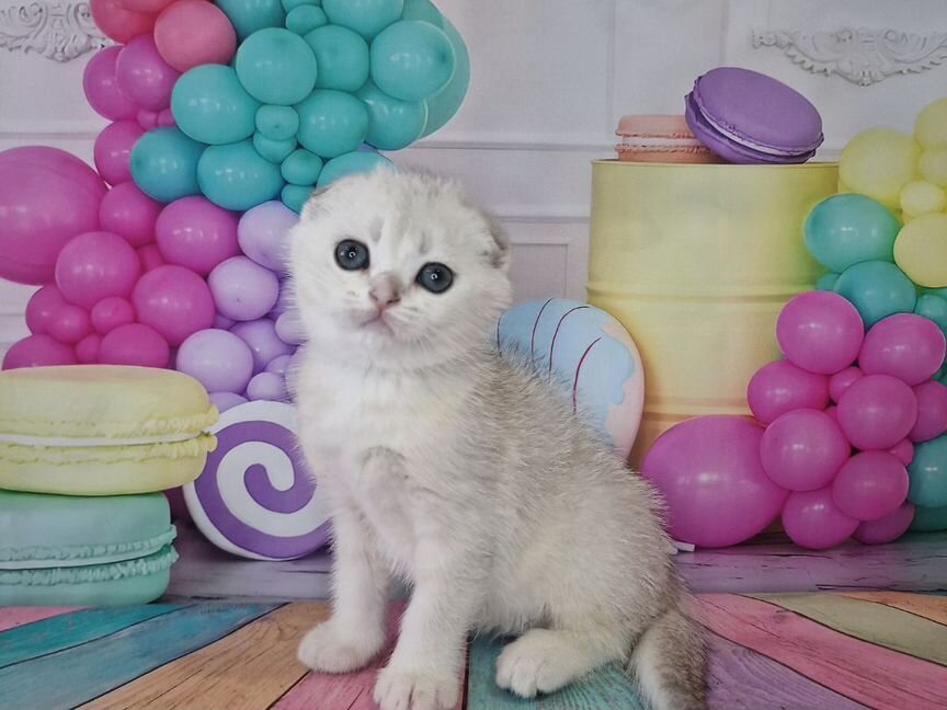 Шотландский вислоухий котик