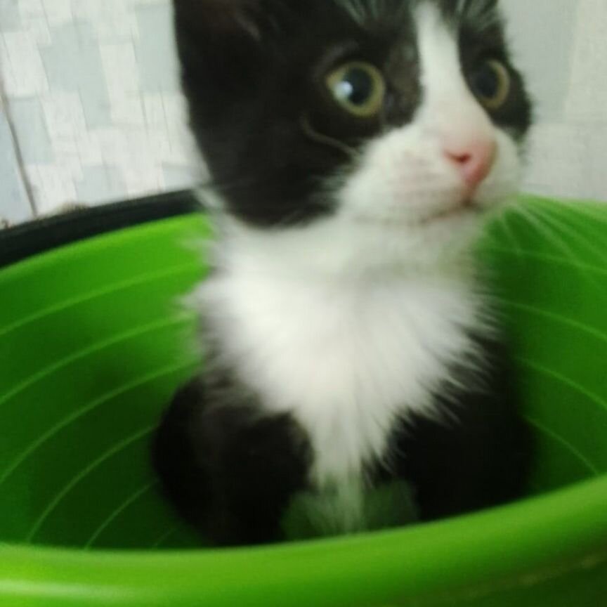 Котята бесплатно
