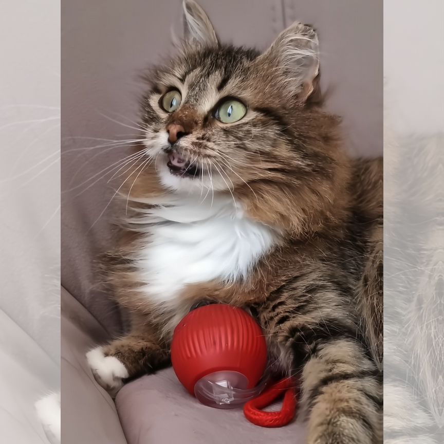 Сибирский котёнок