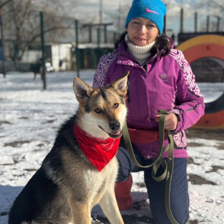 Собака в добрые руки