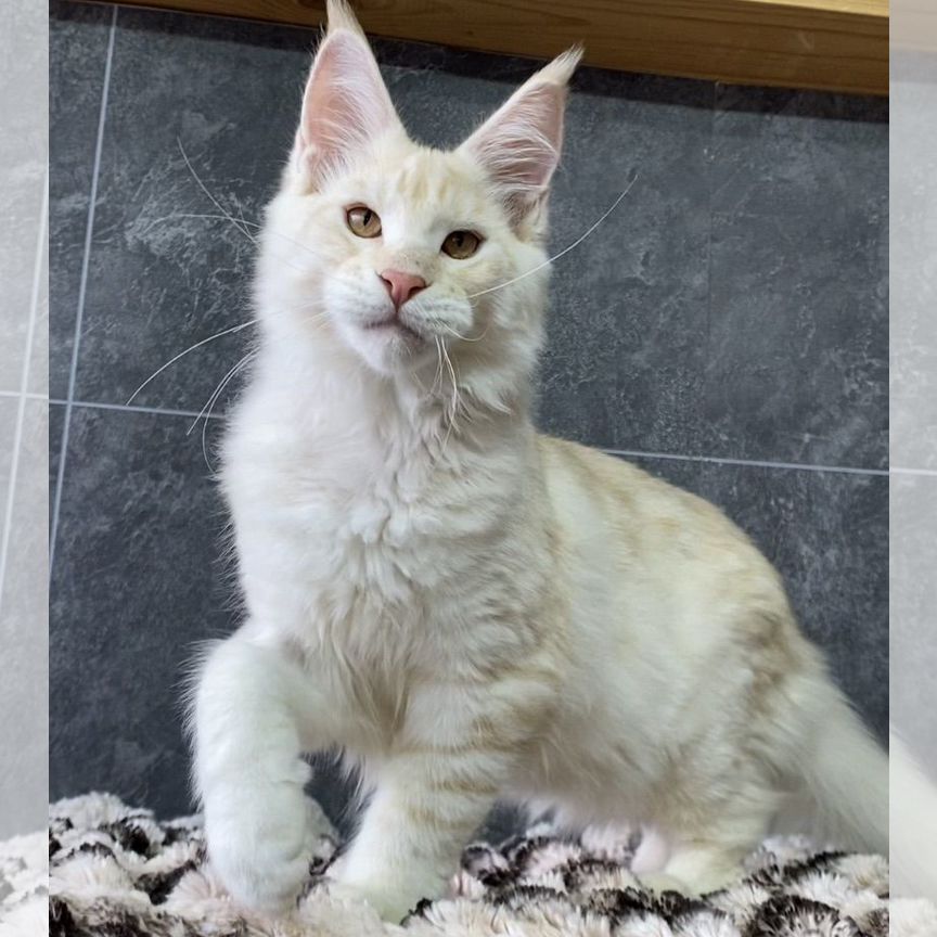 Мейн-кун котёнок