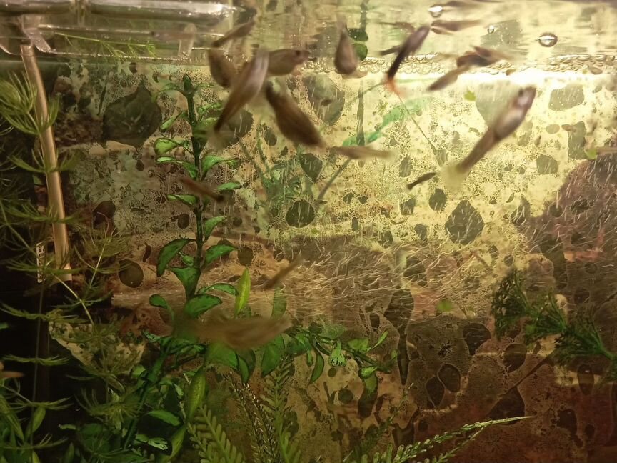 Мальки гуппи и креветки