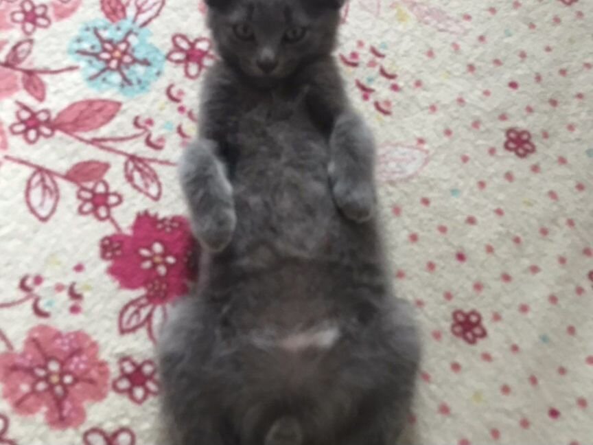 Котенок