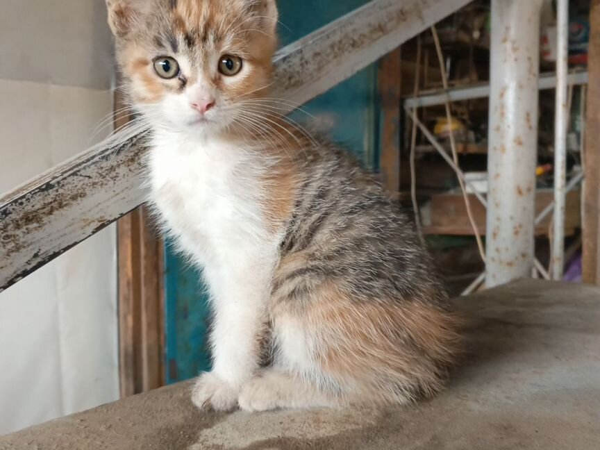 Мейн-кун полукровка