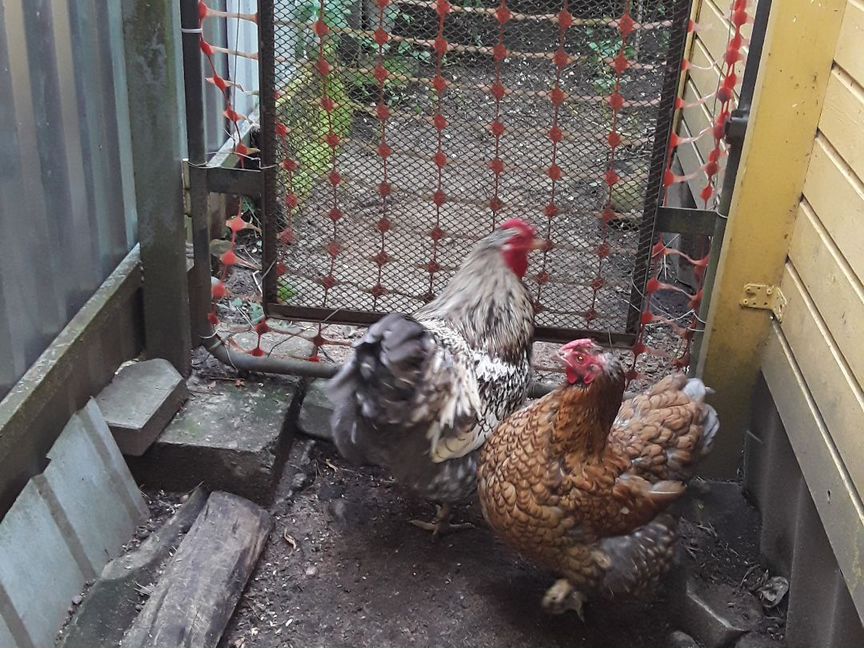 Куры и петухи