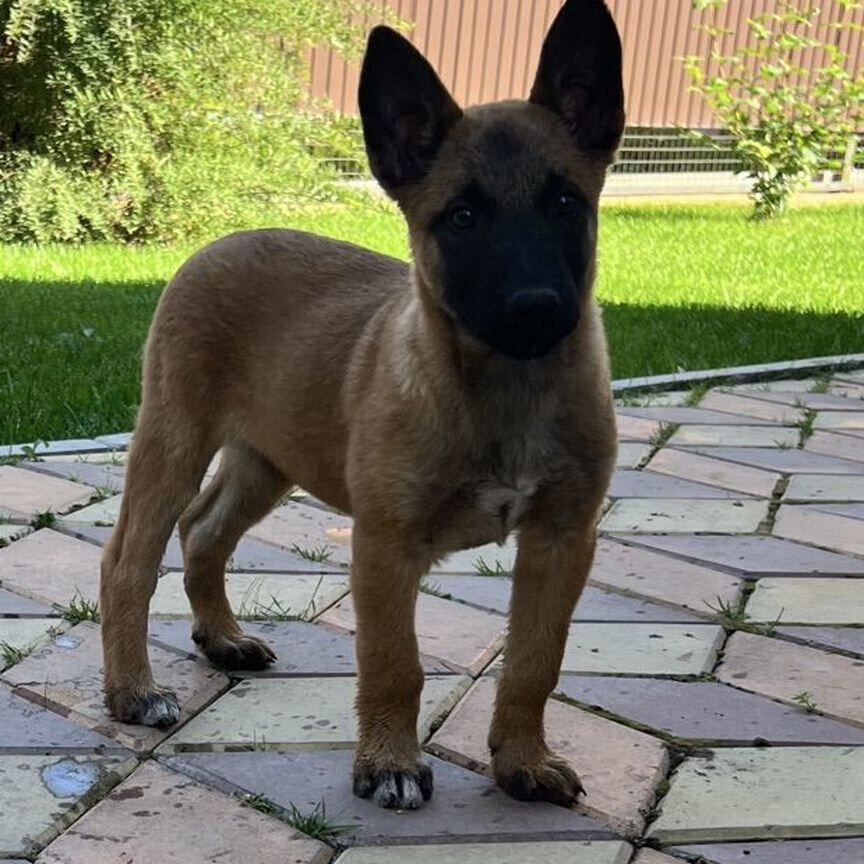 Кобель Малинуа