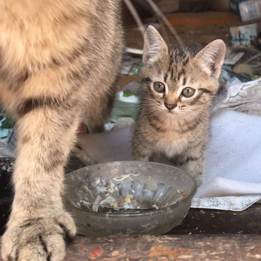 Котенок девочка