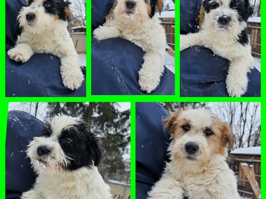 Щенки жесткошёрстного джек- рассела