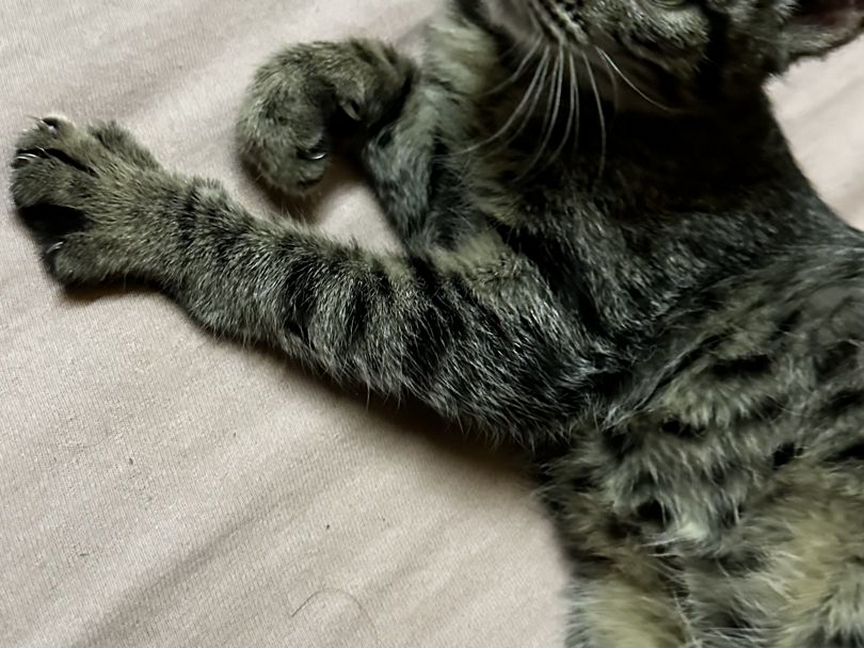 Подкинули котенка