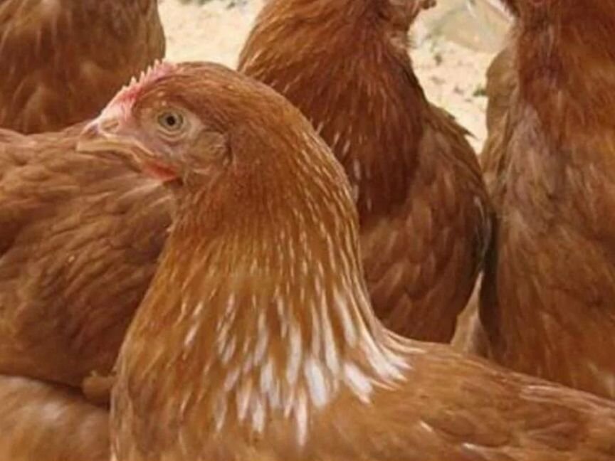 Куры молодки несушки