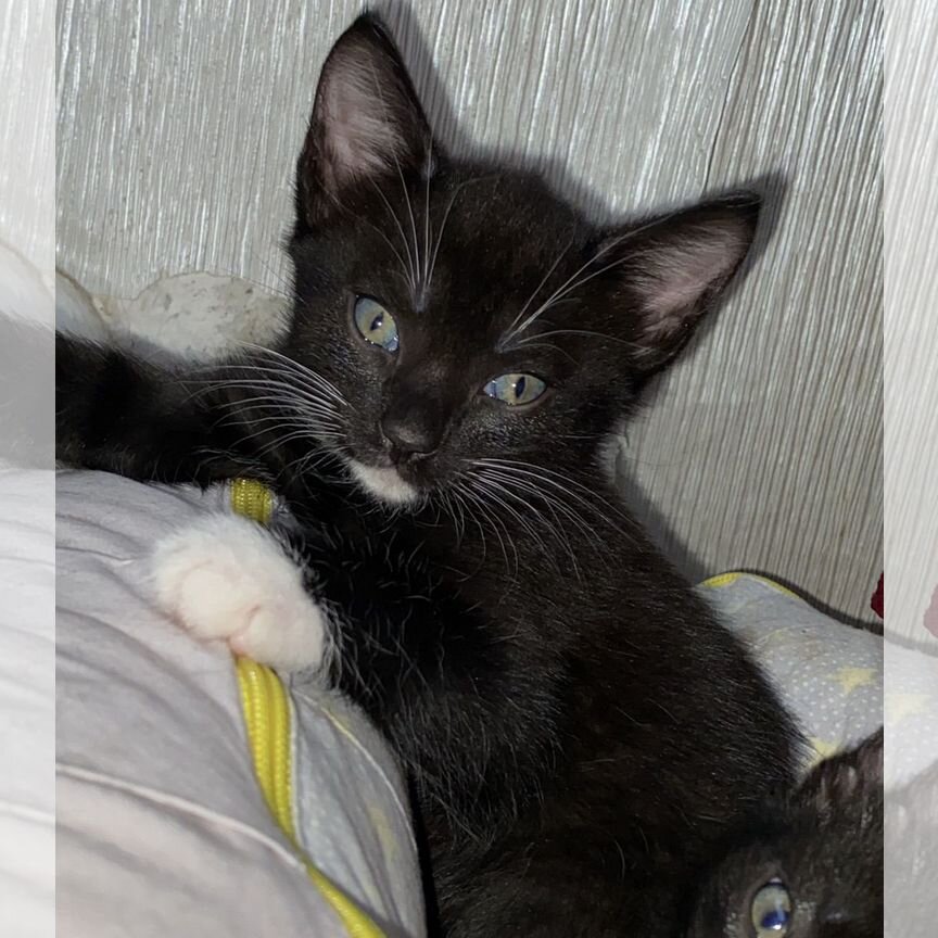 Отдам котят в добрые руки