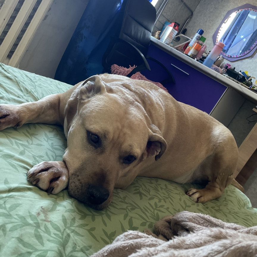 Американский стаффордширский терьер, взрослый пёс