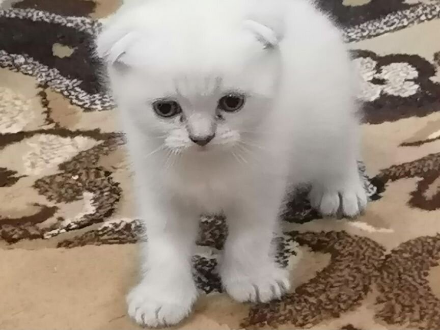 Британские вислоухие котята