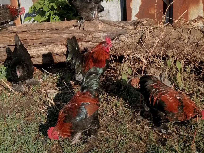 Петушки породы Бентамки