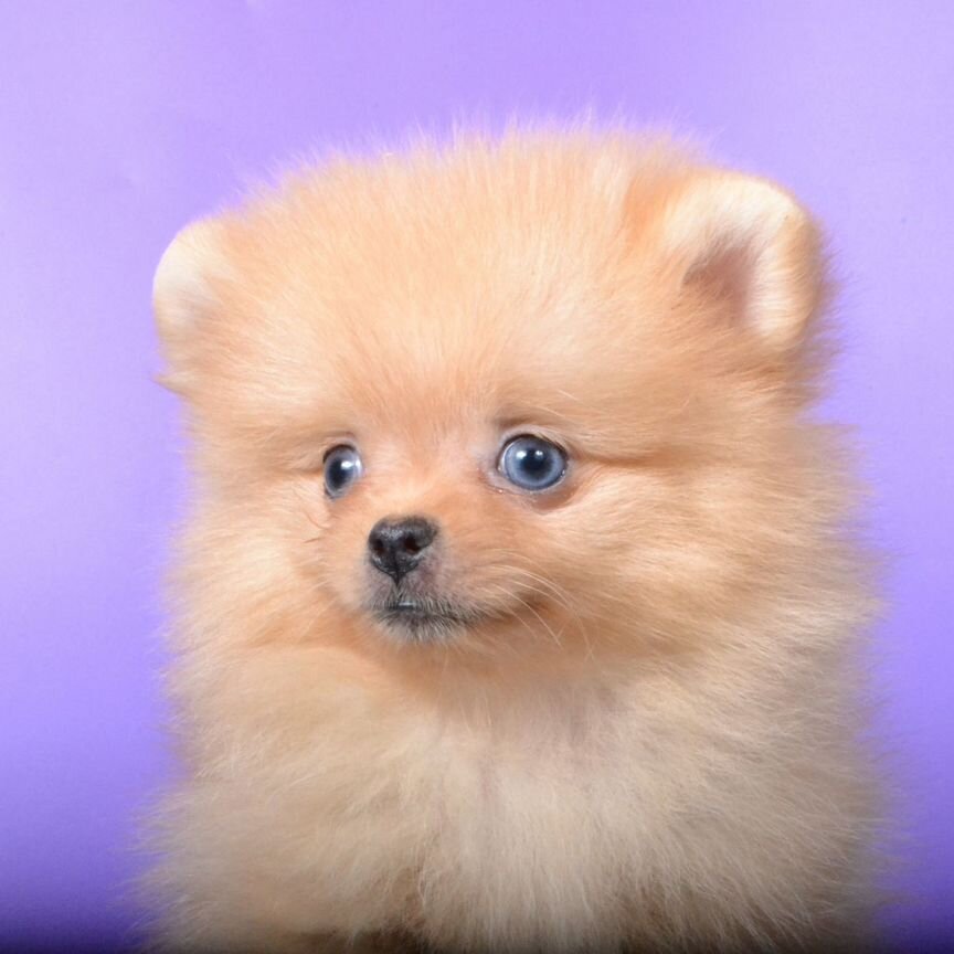 Малышка Дейзи