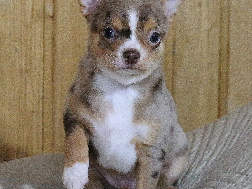 Чихуахуа щенок мальчик
