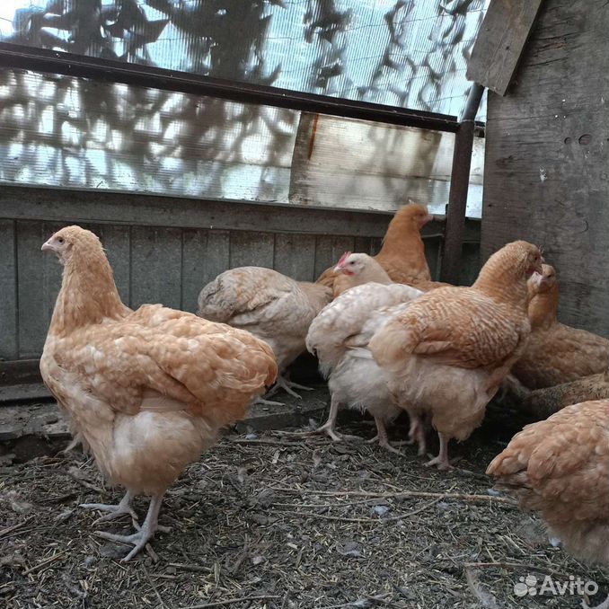 Орпы, кучинские, павловские, алтайская Бентамка