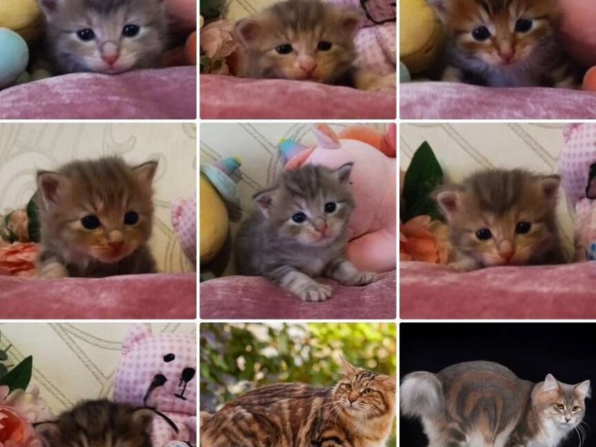 Котята курильского бобтейла