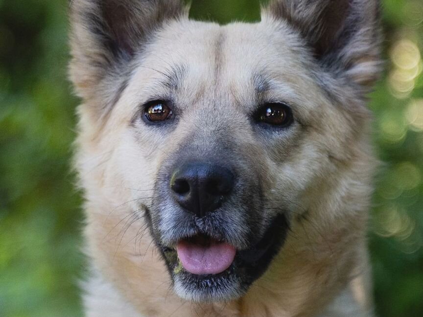 Возьми друга из приюта