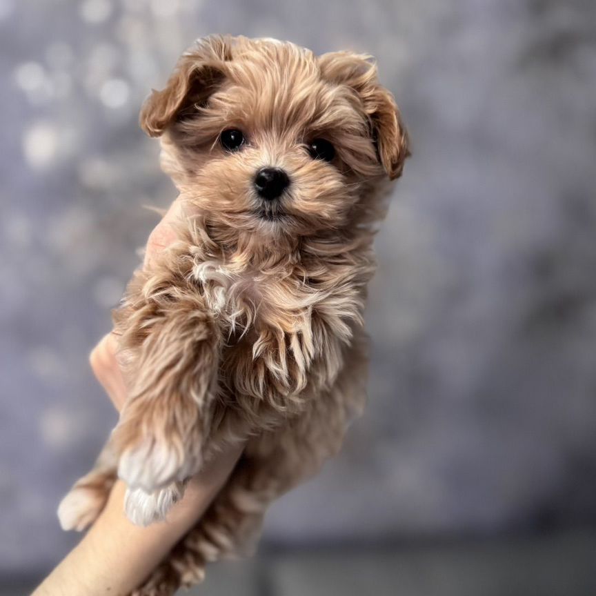 Мальтипу микро