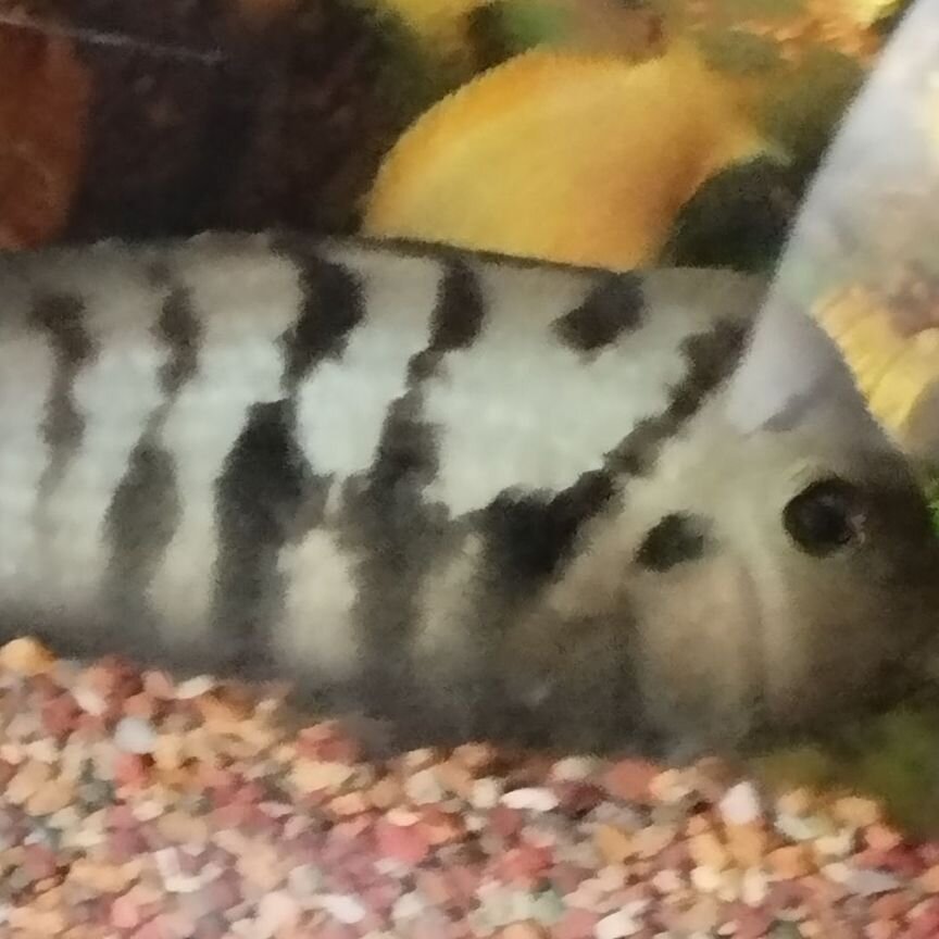 Аквариумные рыбки