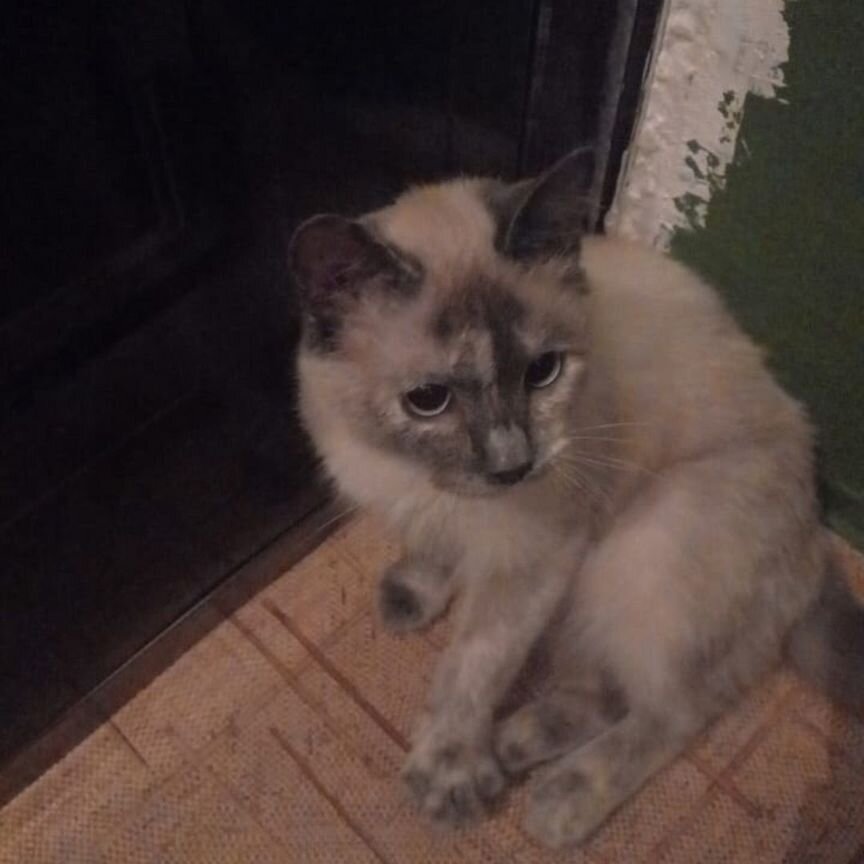 Пристраивается котенок,6-7 мес