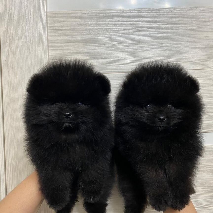 Мини шпиц черные ребятки