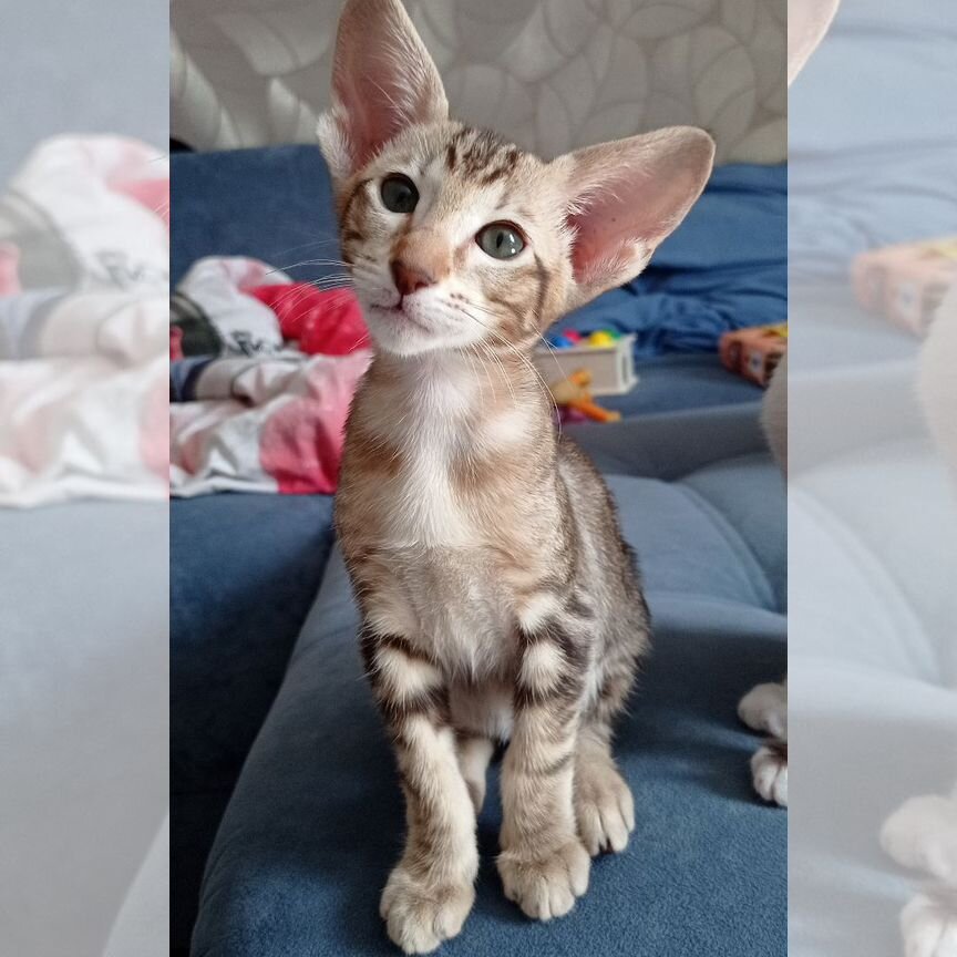 Ориентальный котёнок