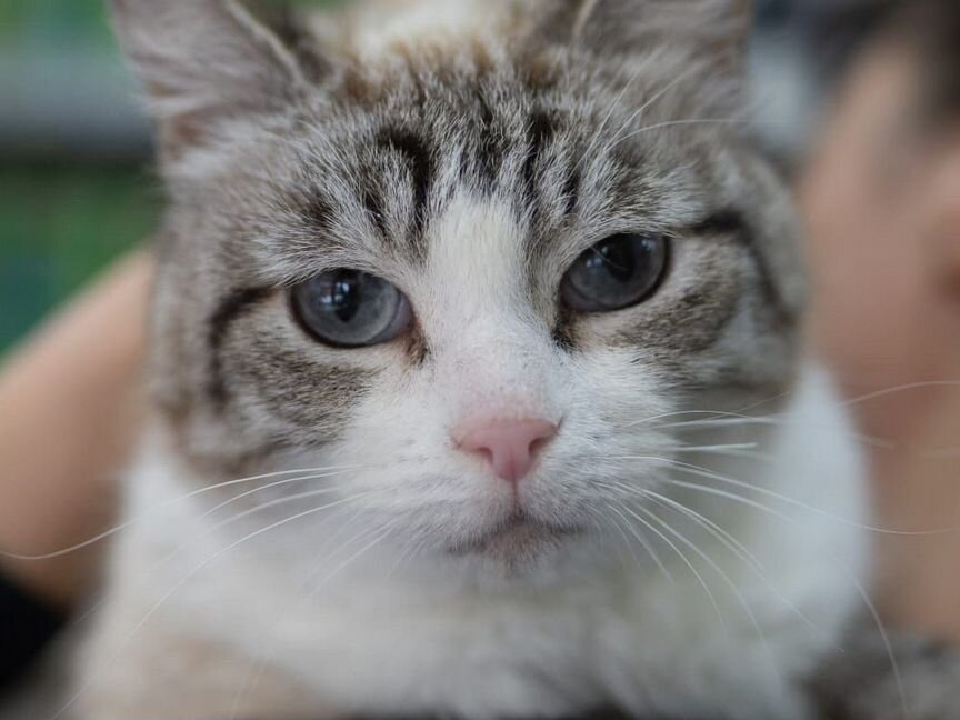 Кошечка ласкуша