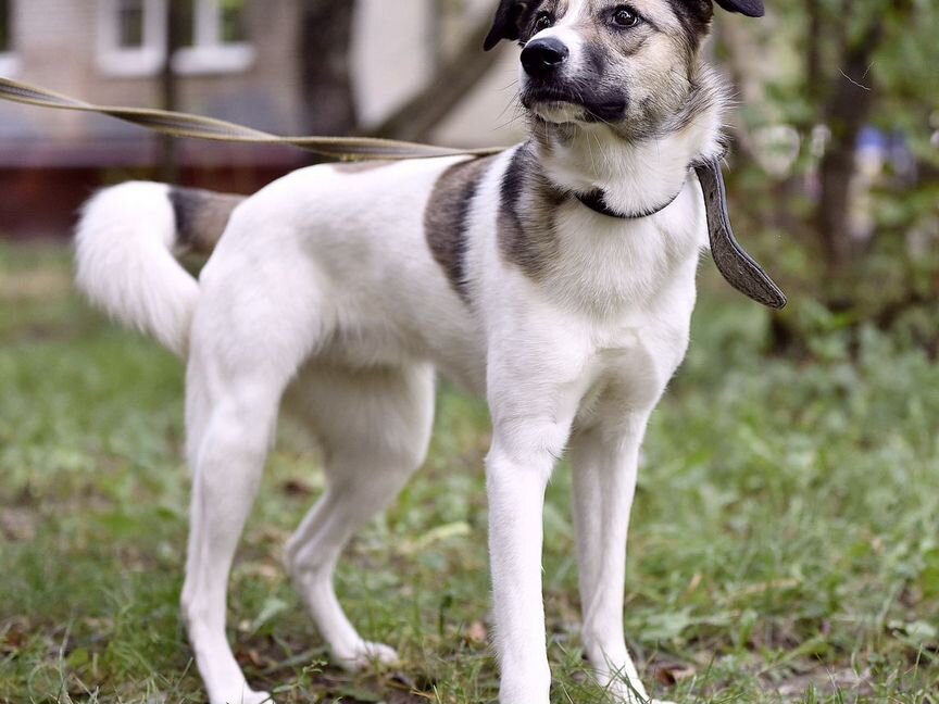 Собака в добрые руки отдам бесплатно