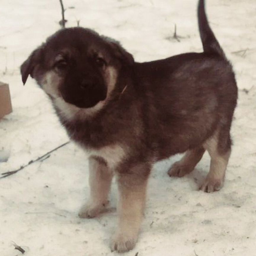 Малышам нужен дом Щенки