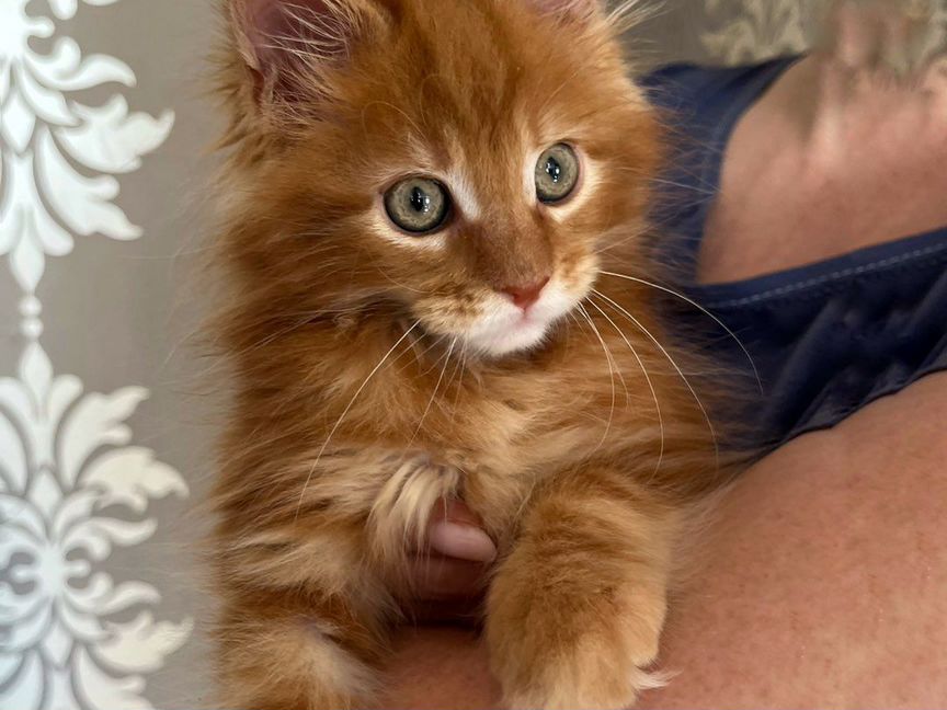 Котёнок мейн-кун чистокровный